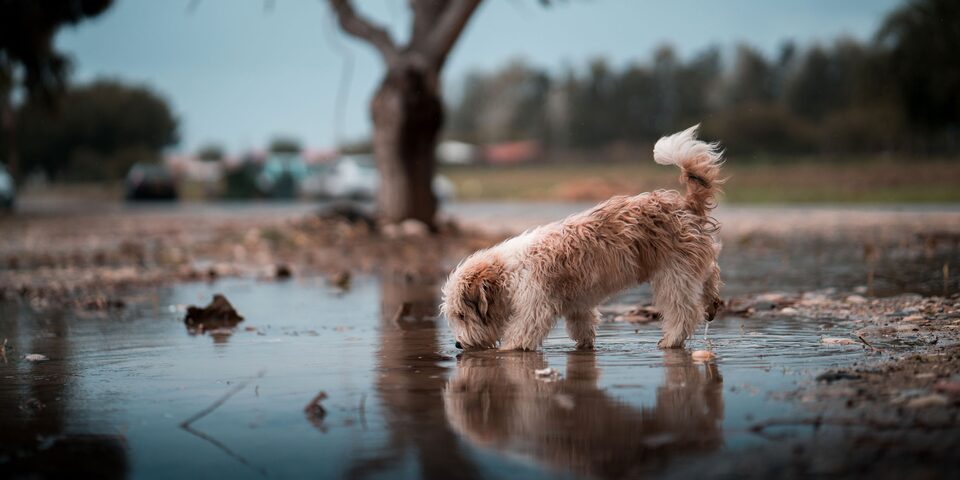Protecting Your Pets During a Disaster | OnStar Stories